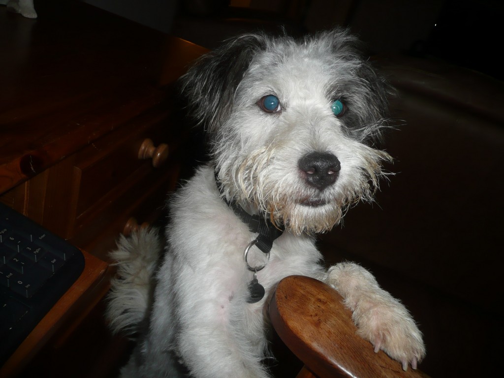 Tony - terrier cross - Terrier SOS - a UK-based dog rescue