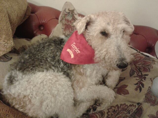 Candy RIP - Terrier SOS - a UK-based dog rescue